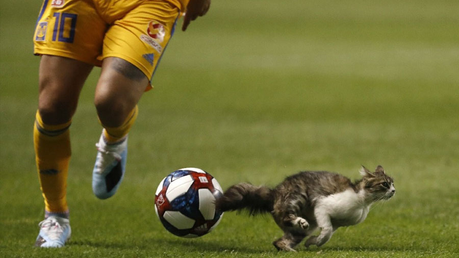 Soccer Cats Fc