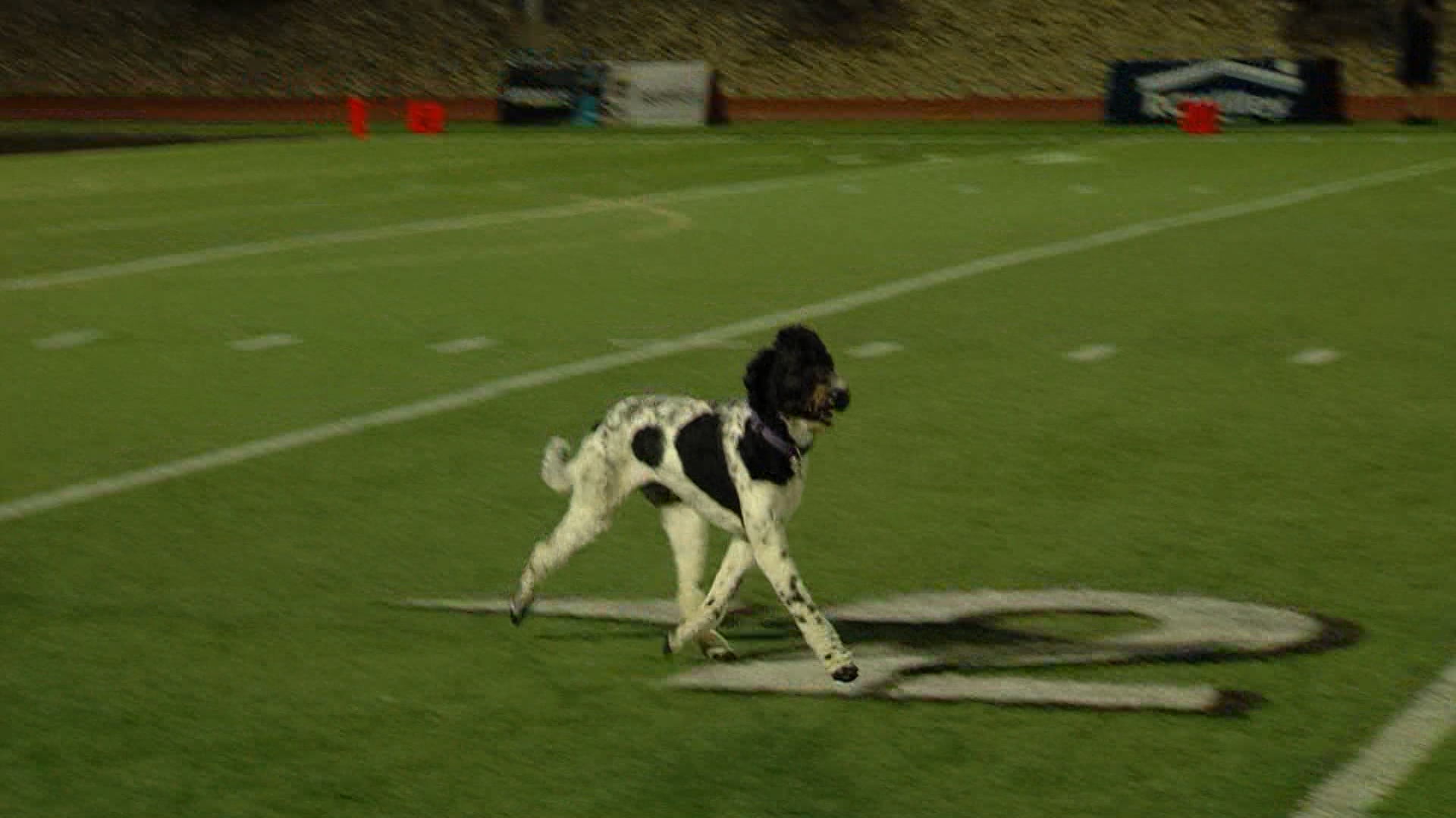 Dog Runs Onto Field During Davis, Viewmont Game