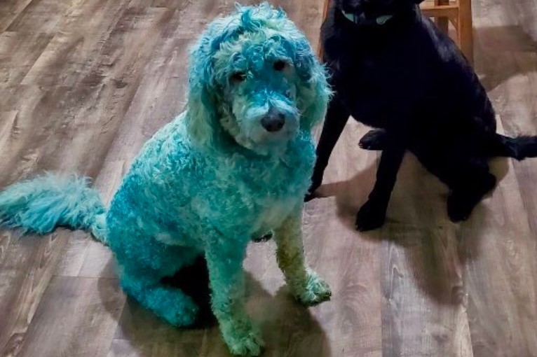 Four Legged BYU Fan Shows Royal Blue Pride